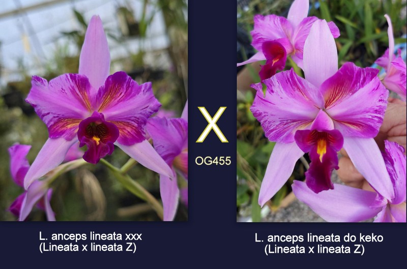 OG 455 – L. anceps lin x lineata – Orquidario Guarapari