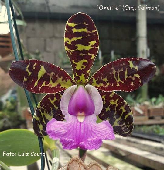 C. aclandiae tipo Oxente do Caliman (2) – Orquidario Guarapari