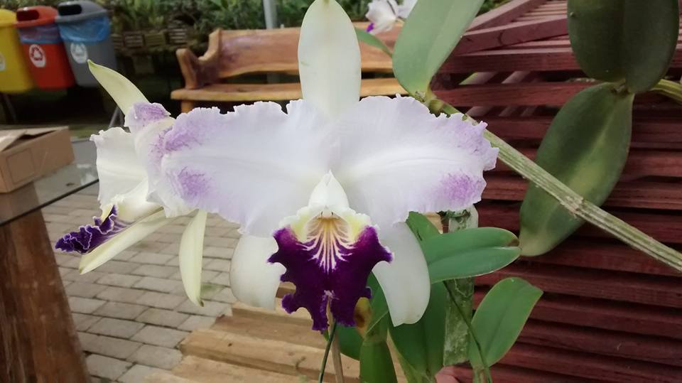 C. lueddemaniana coerulea pincelada caliman – Orquidario Guarapari